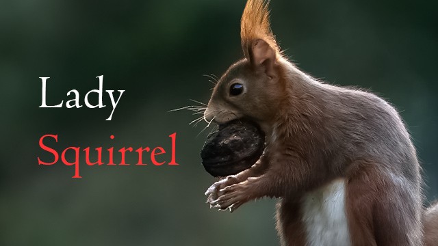 Η Κυρία Σκίουρος