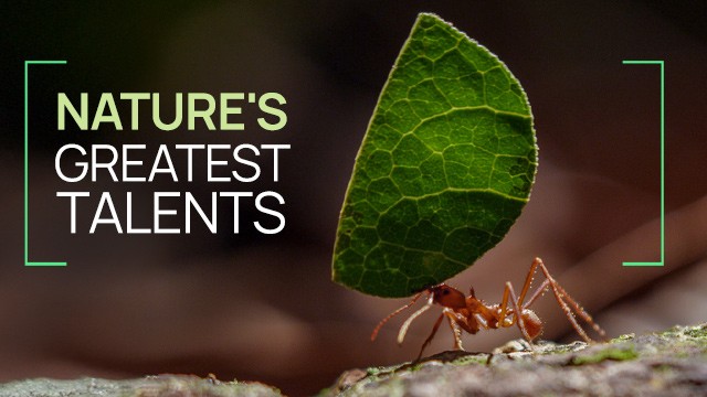 Nature's Greatest Talents