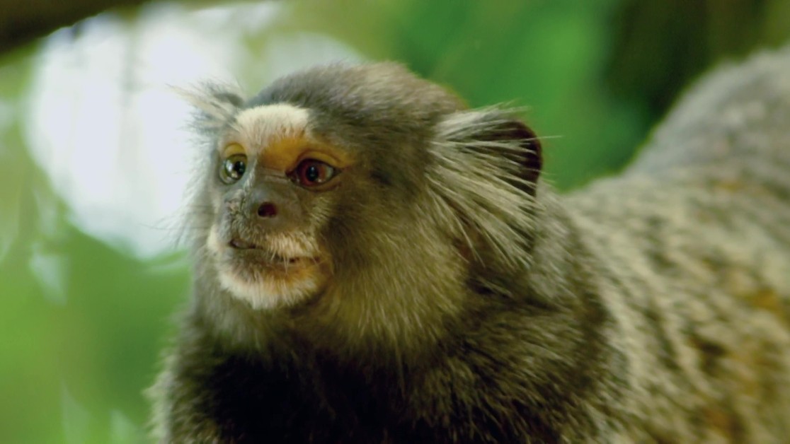 Οι περιπέτειες σαφάρι του Άντι