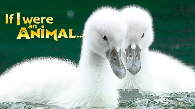 Αν Ήμουν Ζώο