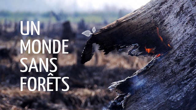 Ένας Κόσμος Δίχως Δάση