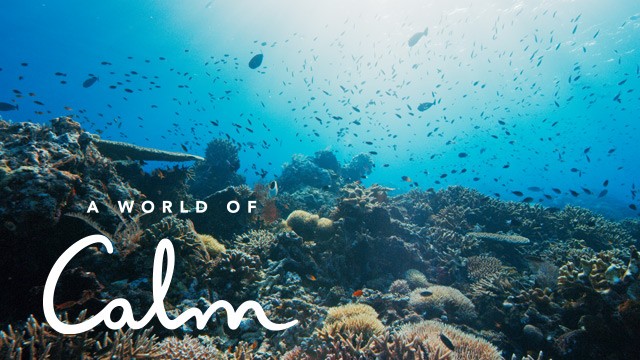 A World of Calm